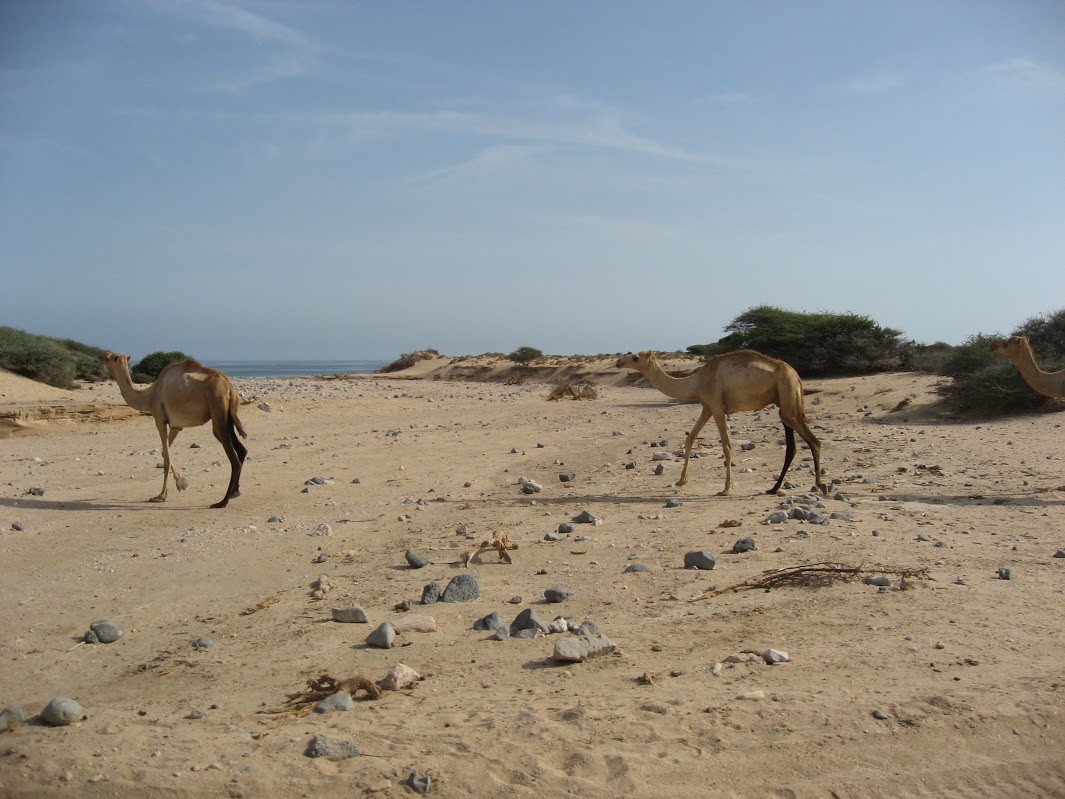 Conheça a Somalilândia, país que luta pelo seu reconhecimento ...